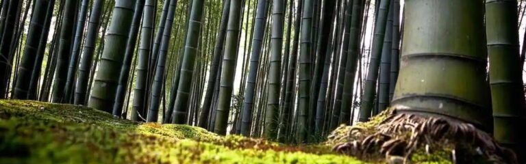 Bambú Chino: Propiedades | De Bambú