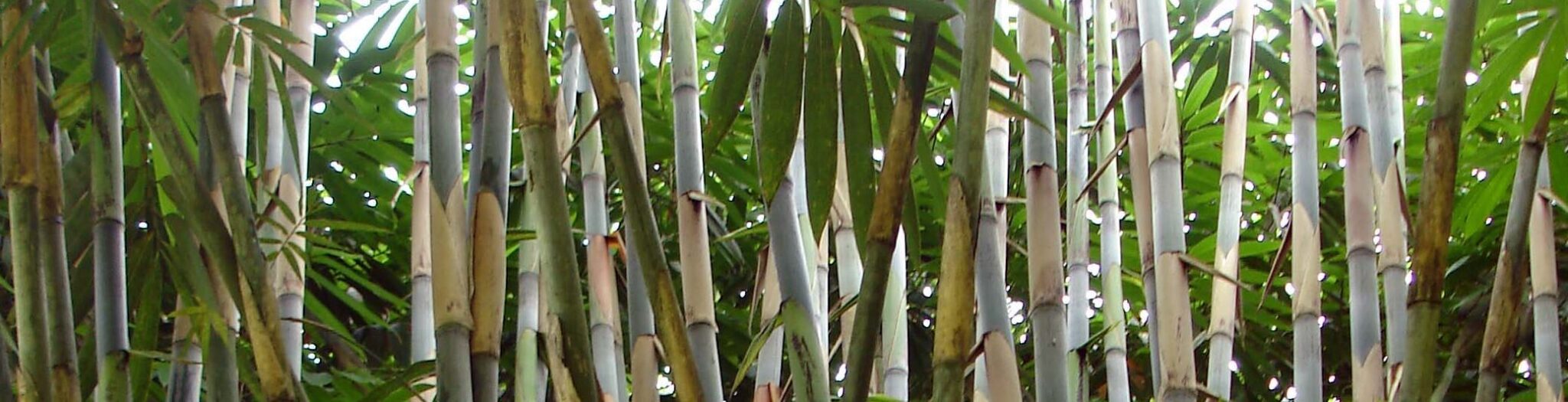 Bambú Chino: Propiedades | De Bambú