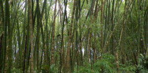 Guadua Angustifolia | De Bambú